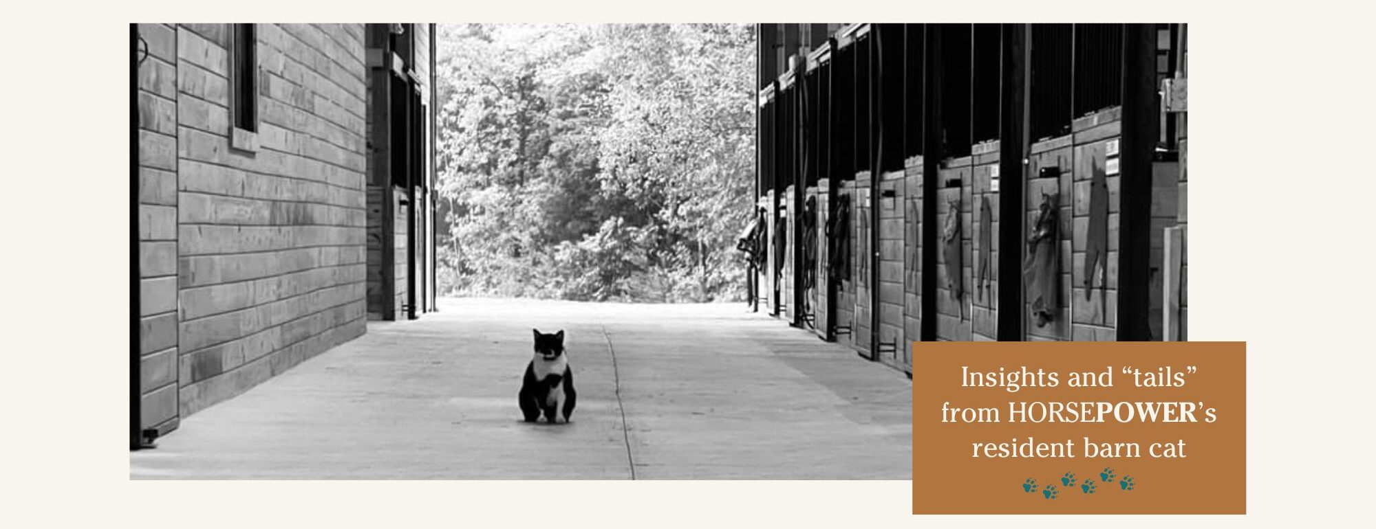 Milo's Purr-spective - HORSEPOWER